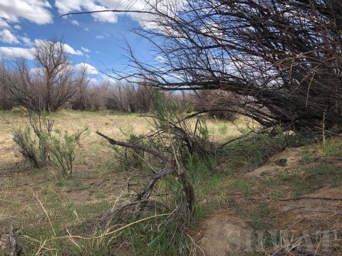 Sex, Lies and Deception – Ambush Turkey Hunting with the Best – SHWAT™