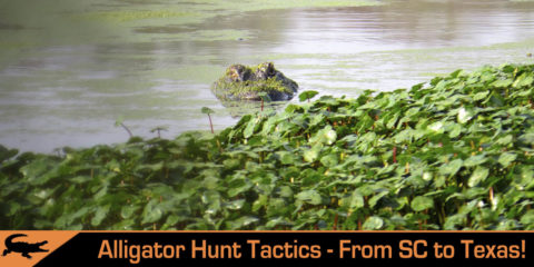 Tactical Alligator Hunting? "Yes, Please!" She Says! – SHWAT™