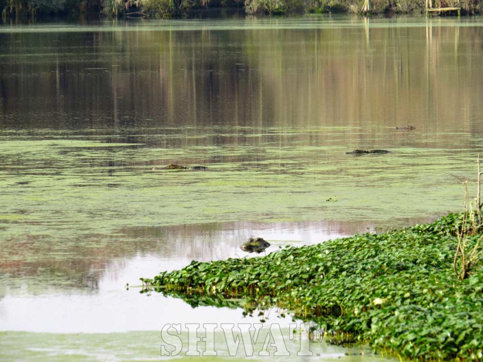 Tactical Alligator Hunting? "Yes, Please!" She Says! – SHWAT™
